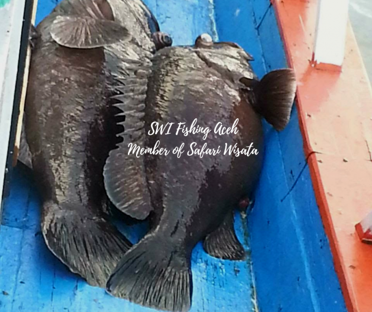 Aceh Island – Rondo Island & Banyak Islands Fishing Package 8 Days 7 ...