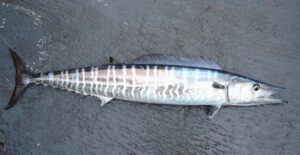 Fishing in Tioman Island, Malaysia: Best Spots, Trips & Deep Sea ...