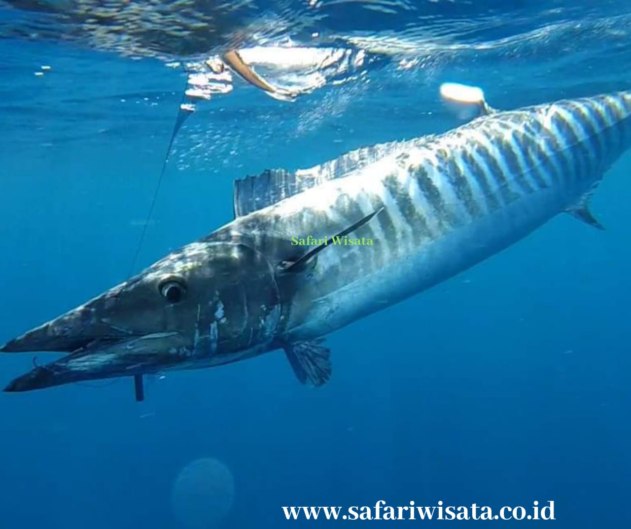 12 Best Fish to Catch in Indonesia & Aceh – Top Fishing Target in ...