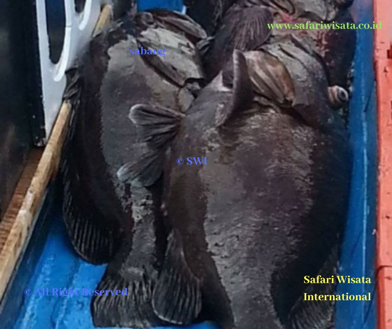 Rondo Island & Weh Island Fishing Package 4 Days 3 Nights - SWI Fishing ...