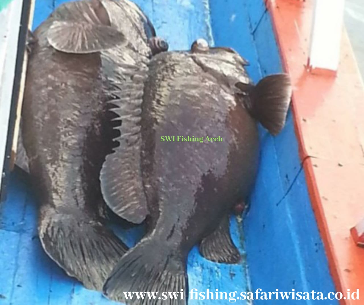 Fishing in Indonesia – 25 Best Indonesia Fishing Spots & Top Sport ...