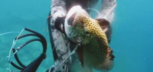 Spearfishing in Indonesia: 10 Best spearfishing destinations & trip ...