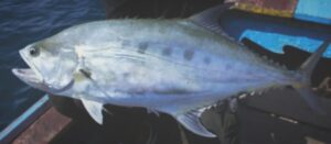 Fishing in Langkawi, Malaysia: Best Spots, Trips & Deep Sea Fishing ...