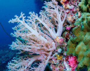 Fishing in Tioman Island, Malaysia: Best Spots, Trips & Deep Sea ...