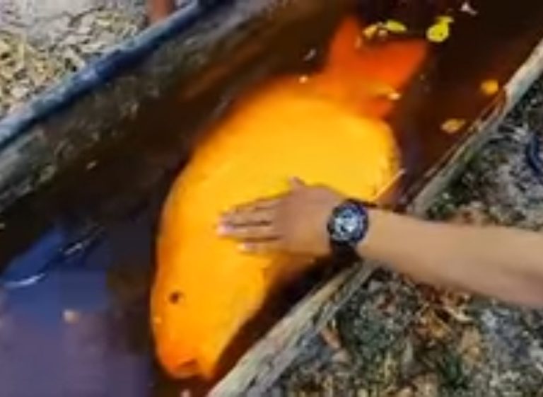 Fishing in Lake Toba, The largest volcanic lake in the world, North ...