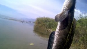 Fishing in Lake Toba, The largest volcanic lake in the world, North ...