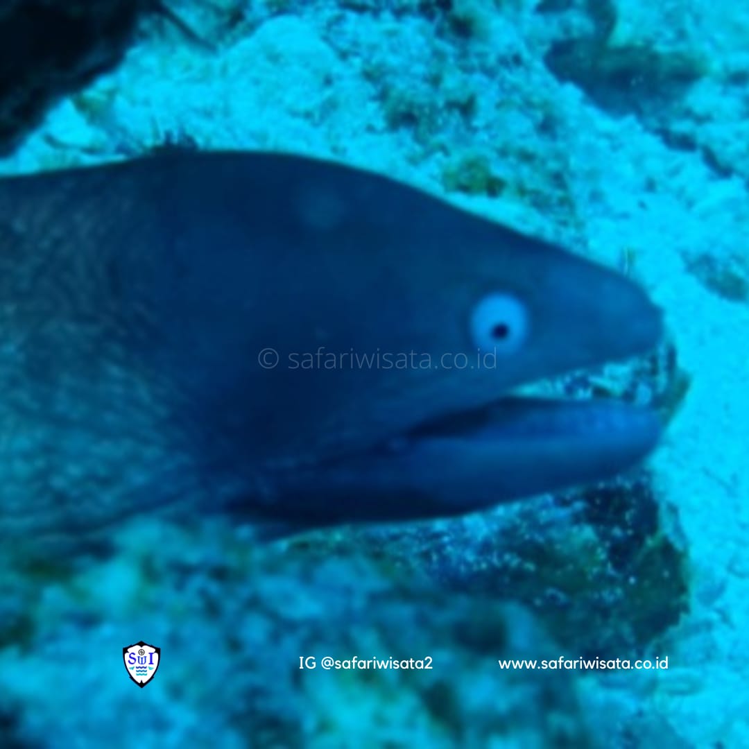 Spearfishing in Sumatra, Best Spot & Destination, Trip & Charter - SWI ...