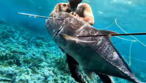 Spearfishing in Nusa Penida Bali: A guide to Nusa Penida Spearfishing ...