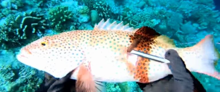 Spearfishing in Bali: A guide to Bali Spearfishing Trip & Charter ...