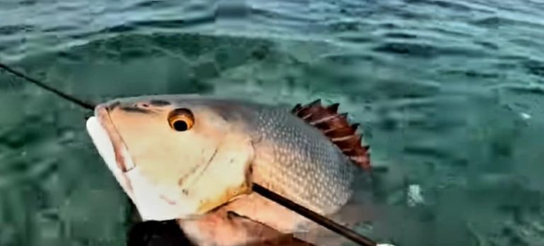 Spearfishing in Bali: A guide to Bali Spearfishing Trip & Charter ...