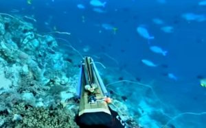 Spearfishing in Bali: A guide to Bali Spearfishing Trip & Charter ...