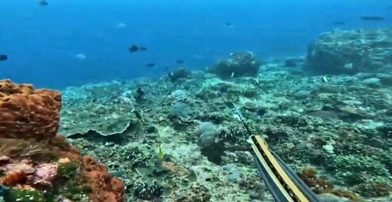 Spearfishing in Bali: A guide to Bali Spearfishing Trip & Charter ...