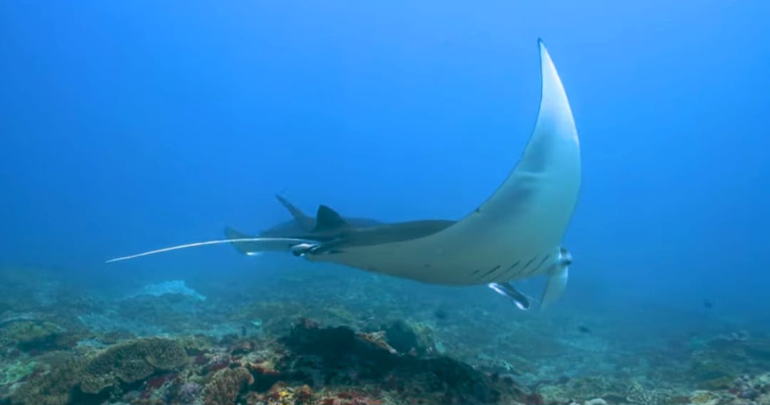 Spearfishing in Nusa Penida Bali: A guide to Nusa Penida Spearfishing ...